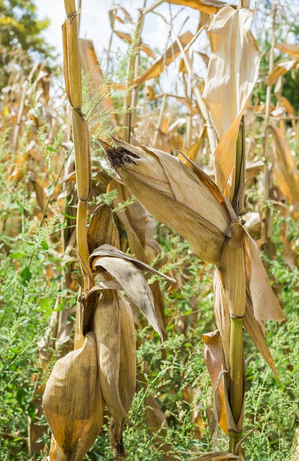 Campo de milho seco imagem de stock. Imagem de agricultura - 44612089