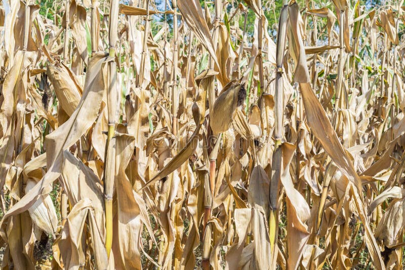Campo de milho seco imagem de stock. Imagem de agricultura - 44612089
