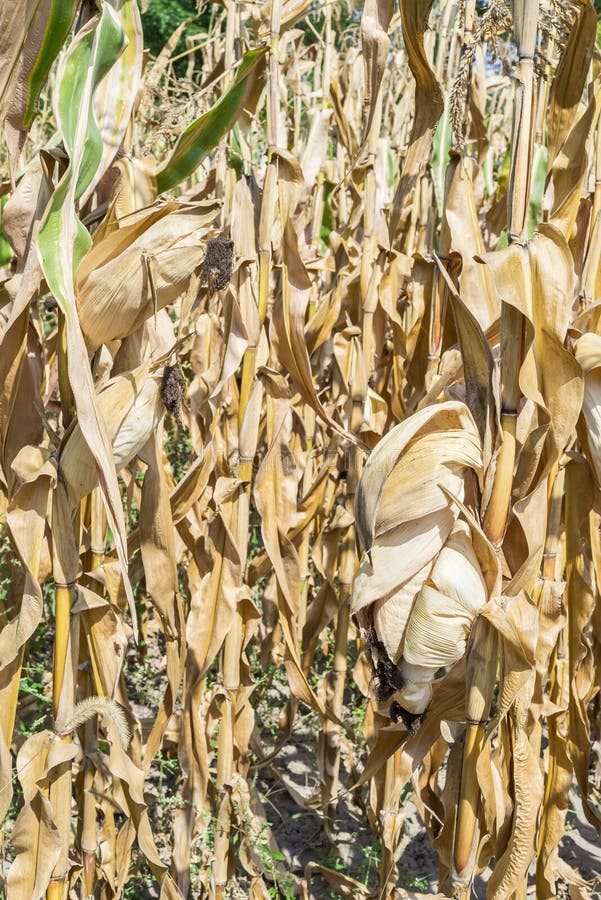 Campo de milho seco imagem de stock. Imagem de agricultura - 44612089