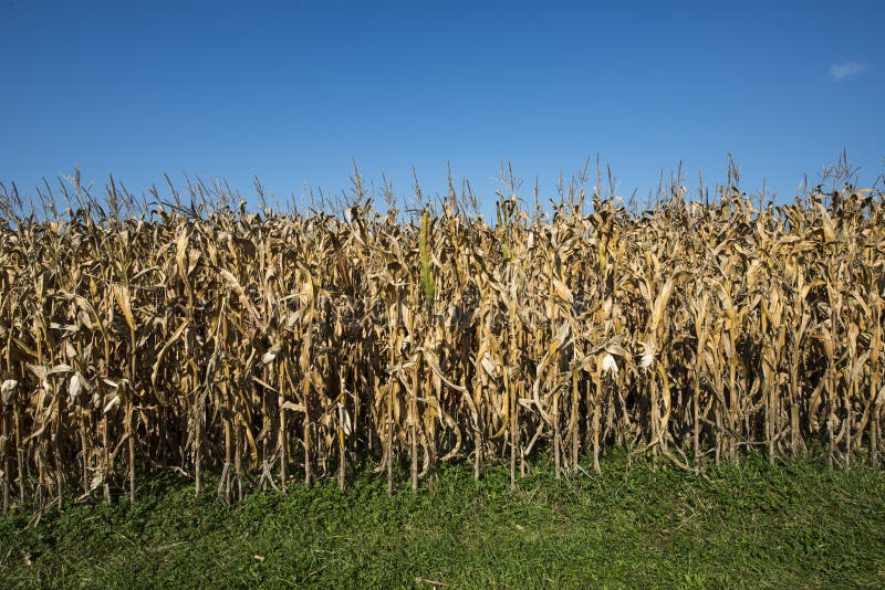 Campo de milho seco foto de stock. Imagem de daylight - 63397846