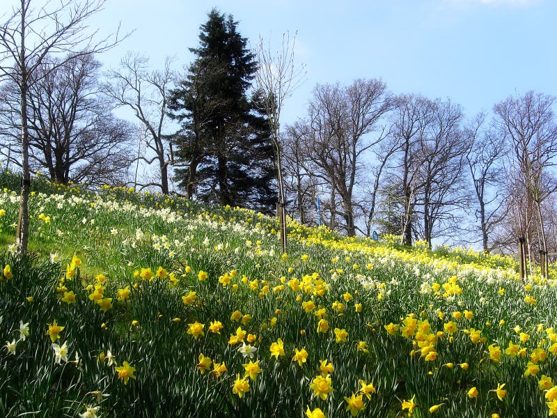Campo de narcisos foto de archivo. Imagen de flor, narciso - 7652250