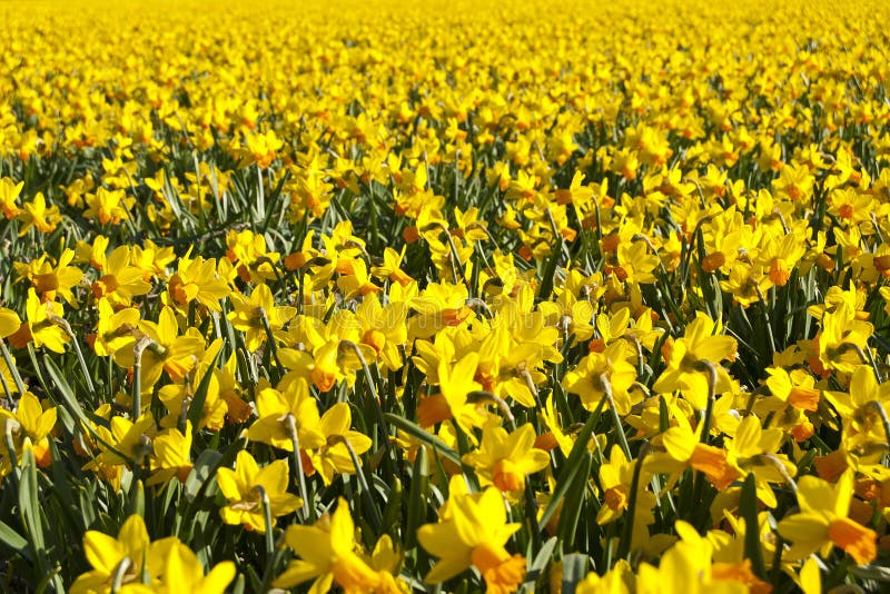 Campo De Narcisos Amarillos Fotos De Stock - Download 1,283 Fotos ...