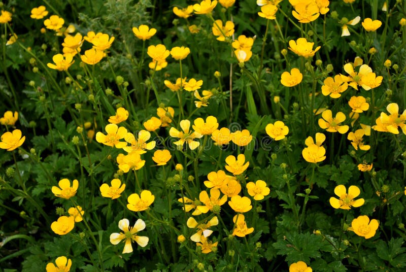 Ranúnculos imagen de archivo. Imagen de flora, amarillo - 25209047