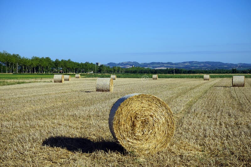Campo de rastrojo imagen de archivo. Imagen de harvesting - 65354933