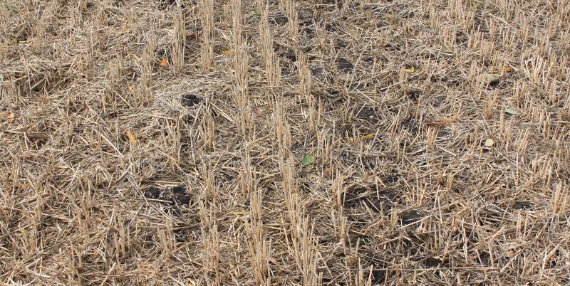 Fundo do campo de restolho foto de stock. Imagem de dourado - 13251024