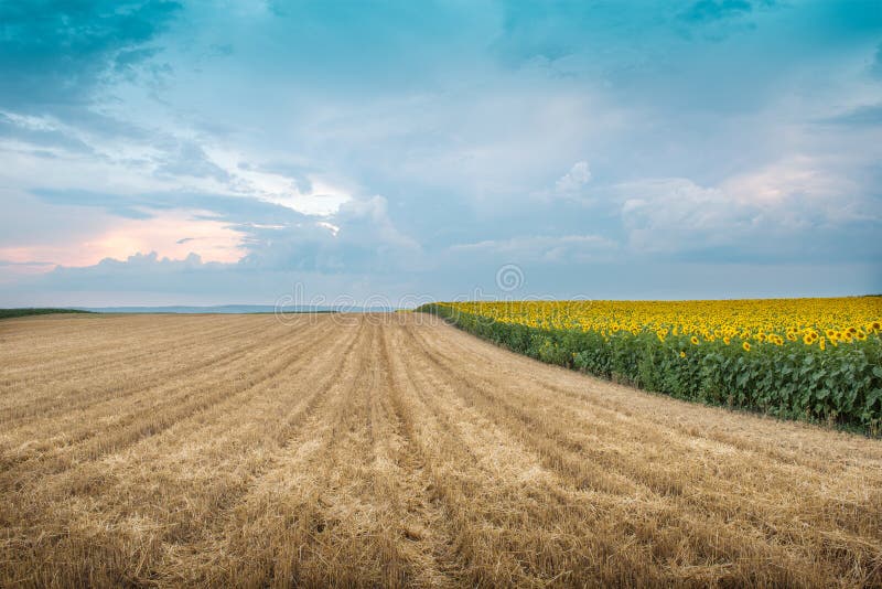 Campo de restolho foto de stock. Imagem de cultivar, agricultura - 32205464