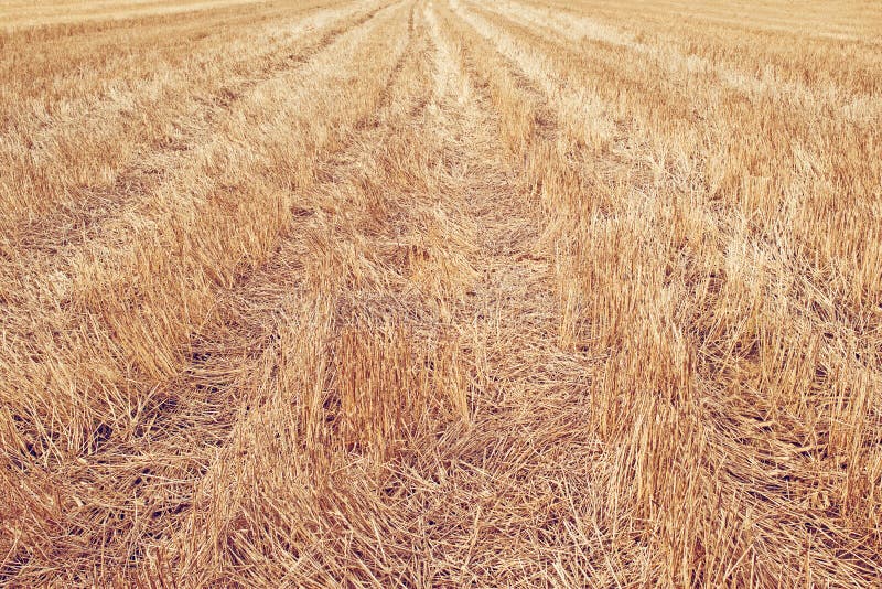 Restolho Do Trigo Com Nuvens Pretas Foto de Stock - Imagem de mola ...