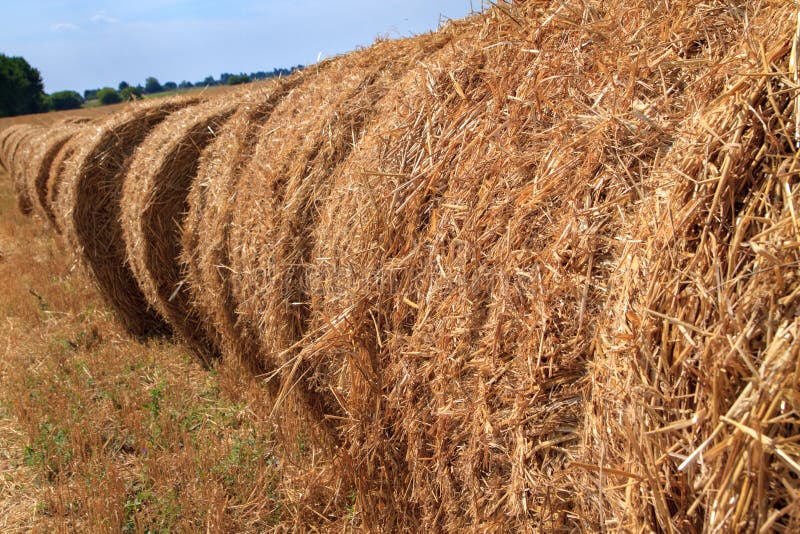 Campo De Restolho Dourado Da Palha No Outono Foto de Stock - Imagem de ...