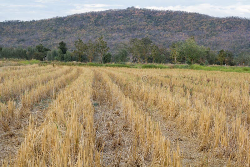 Campo De Restolho Em Um Fundo Das Montanhas Foto de Stock - Imagem de ...