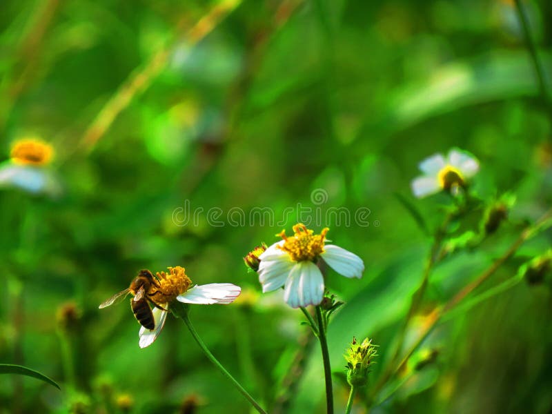 Campo De Romerillo Con Abeja Imagen de archivo - Imagen de cuba, campo ...