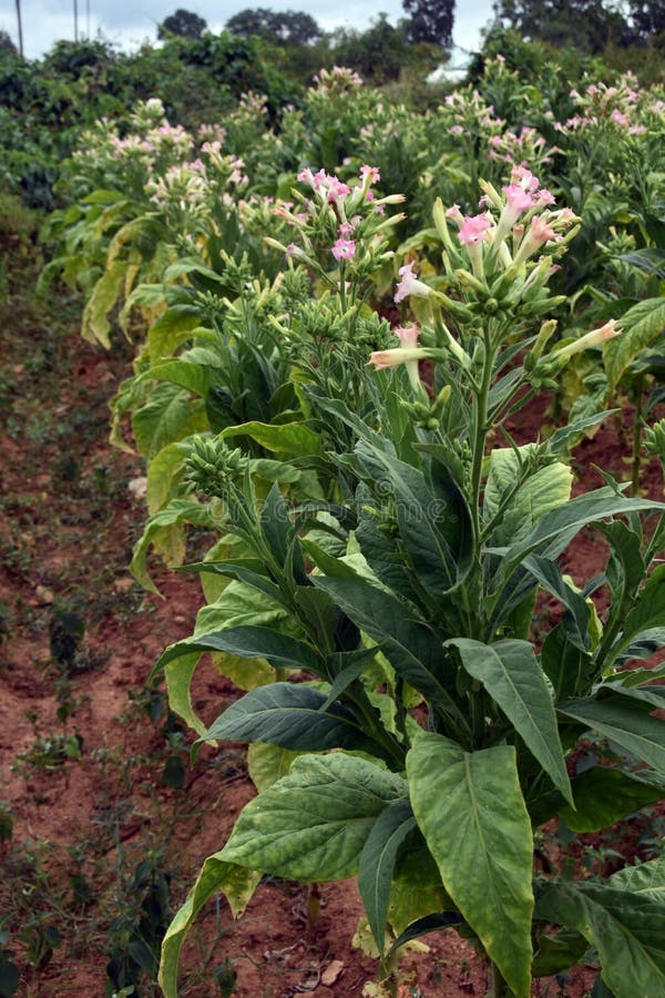 834 Tabaco Indio Fotos - Libres de Derechos y Gratuitas de Dreamstime