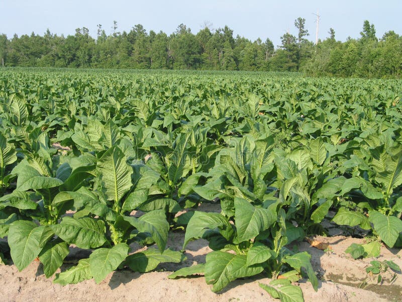 Campo de tabaco foto de archivo. Imagen de cosechas, fumar - 3546508
