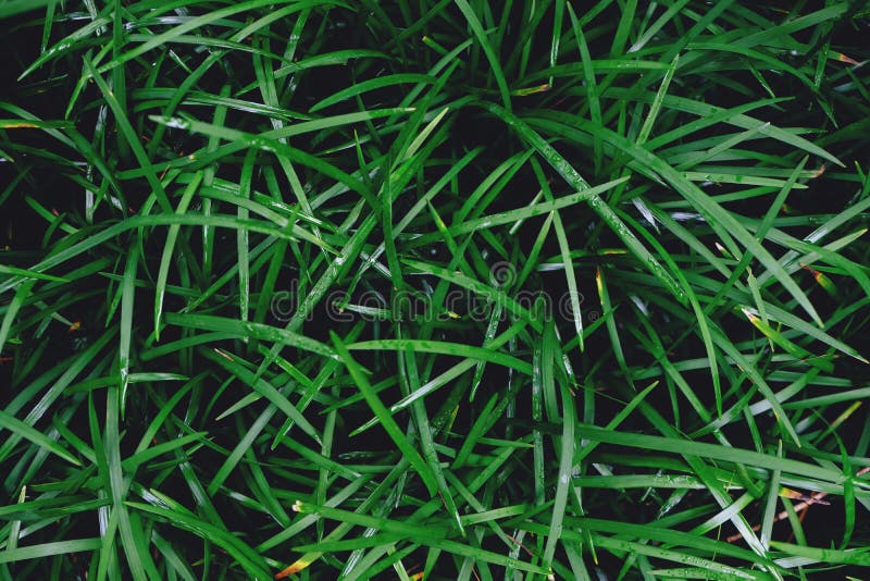 Campo De Textura Natural De Relva Verde Fresca Foto de Stock - Imagem ...