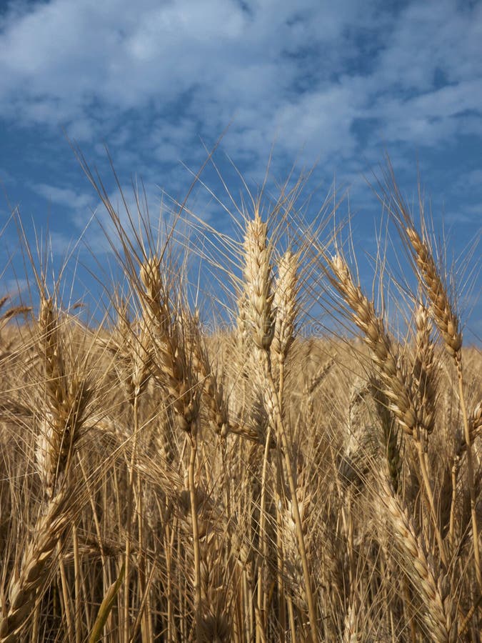 Campo de trigo foto de stock. Imagem de grama, trigo - 100671346