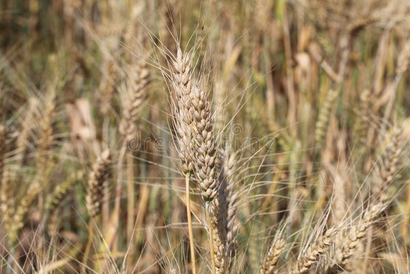 Campo de trigo foto de stock. Imagem de paisagem, ambiente - 127977318