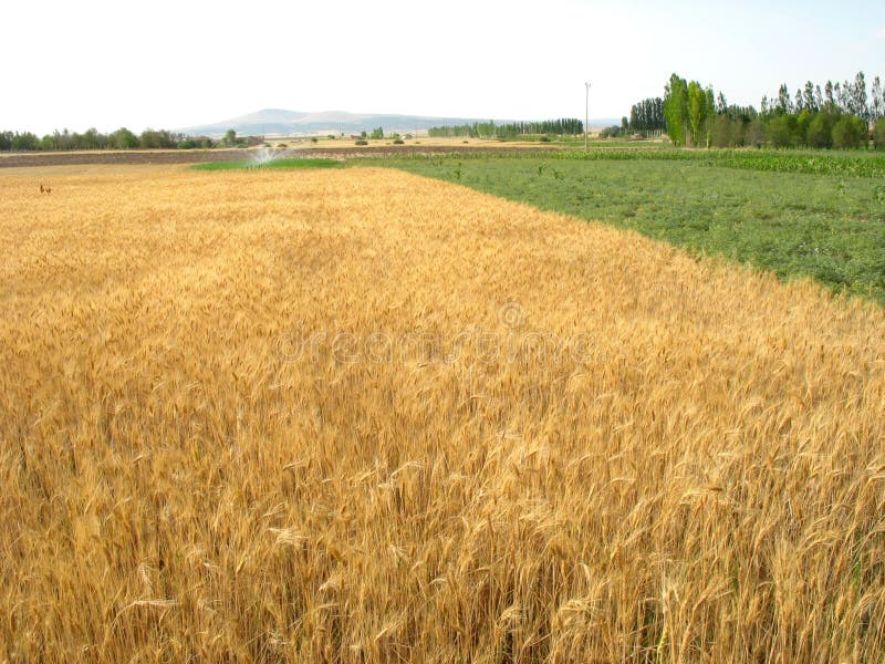 Campo De Trigo Imagen. Imagen: 4360331