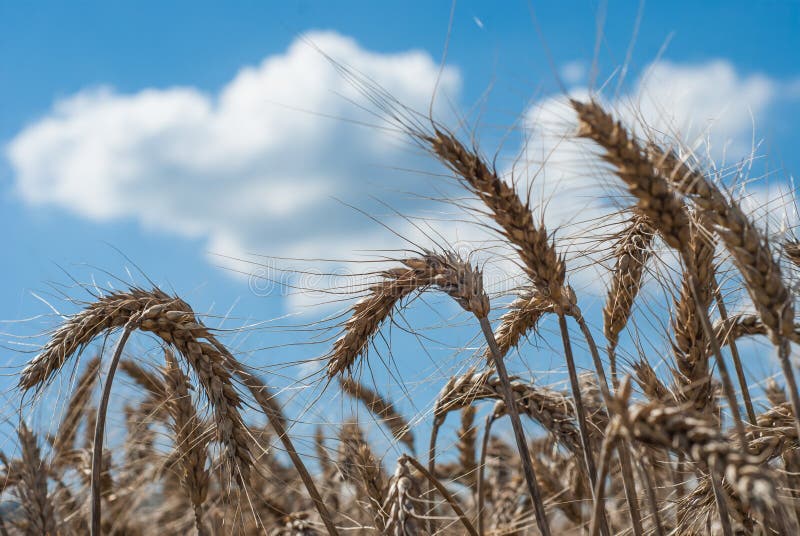 Campo de trigo foto de archivo. Imagen de verano, trigo - 76149518