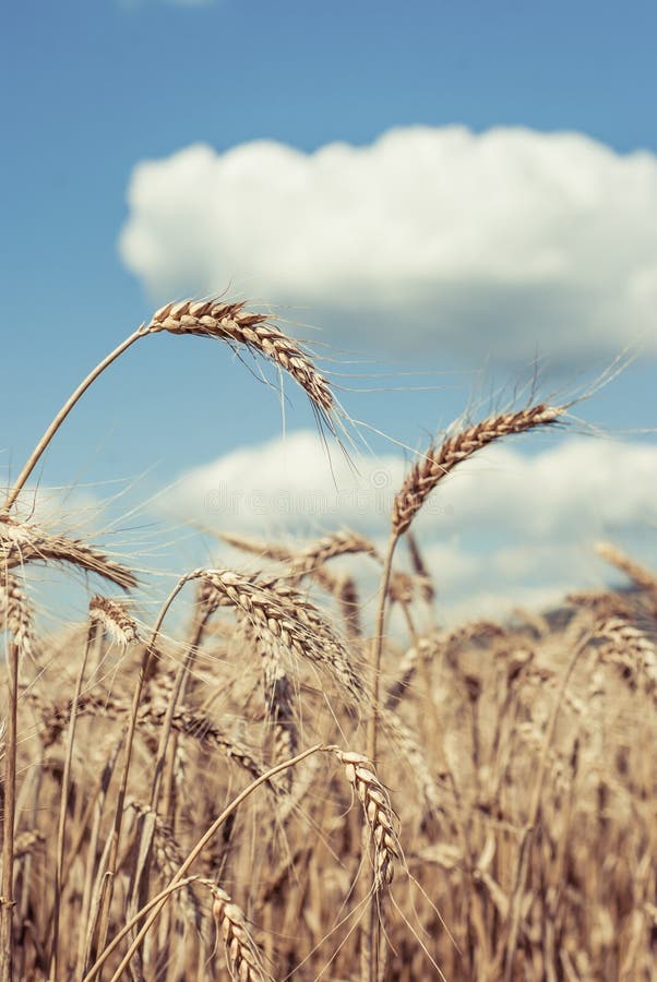 Campo de trigo imagen de archivo. Imagen de paisaje, horizonte - 76150683