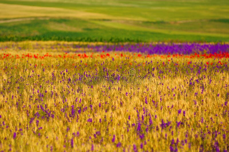 Campo De Trigo Com Papoilas E As Flores Roxas Imagem de Stock - Imagem ...