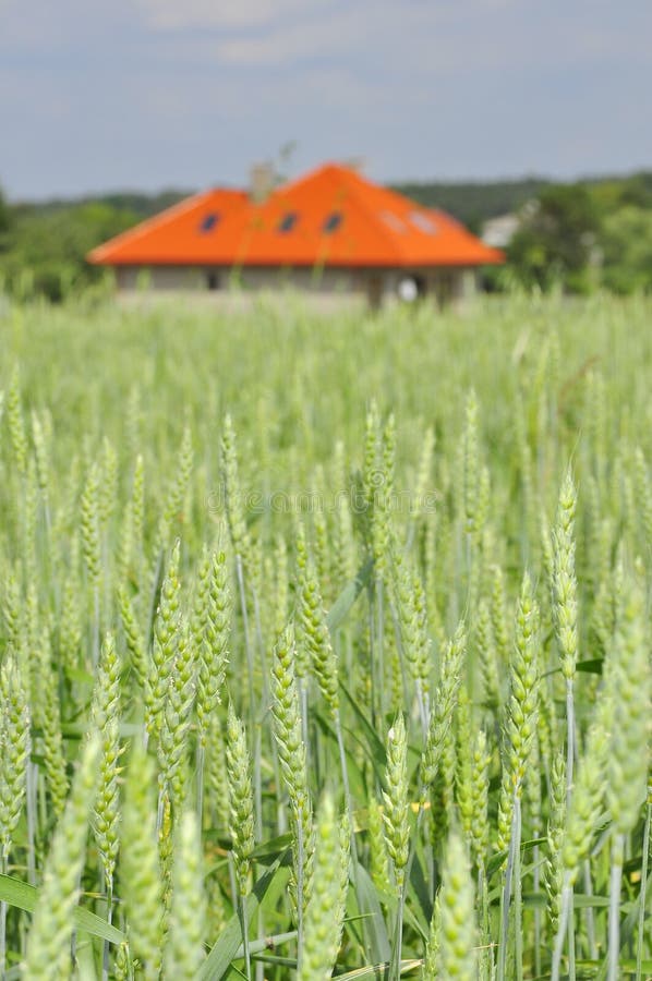 Campo De Trigo Verde Com Uma Casa Foto de Stock - Imagem de casa, trigo ...