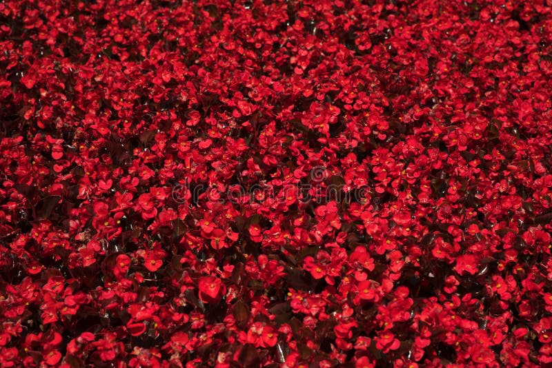 Campo dei fiori rossi immagine stock. Immagine di riempito - 5919505