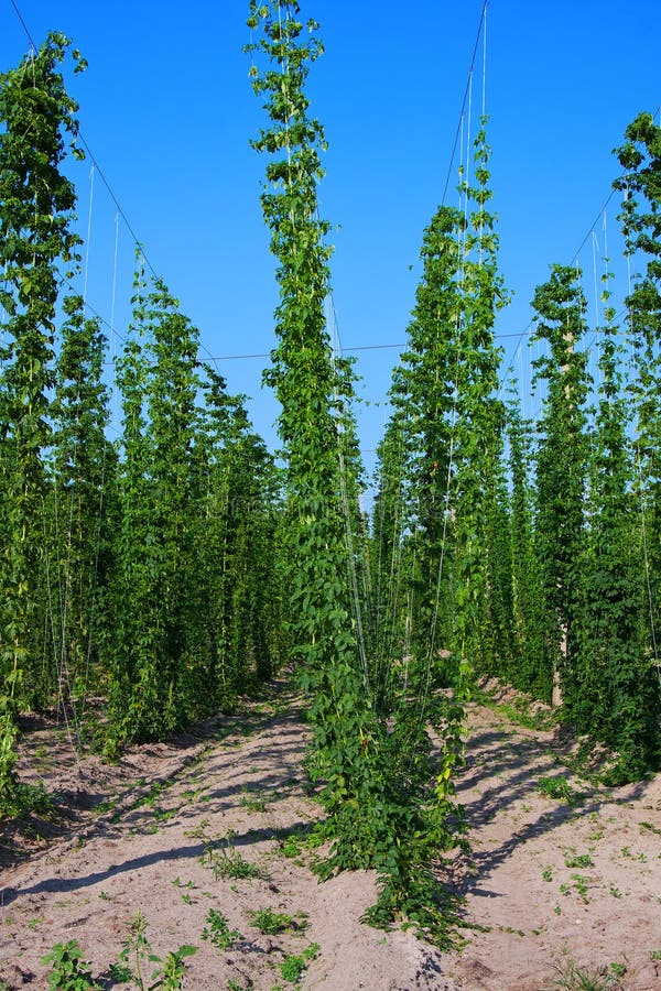 Campo del luppolo fotografia stock. Immagine di aroma - 16384338