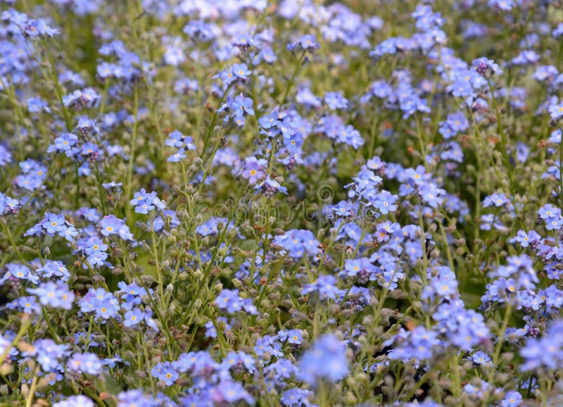 6,449 Myosotis Foto - Foto Stock Gratis e Royalty-Free da Dreamstime
