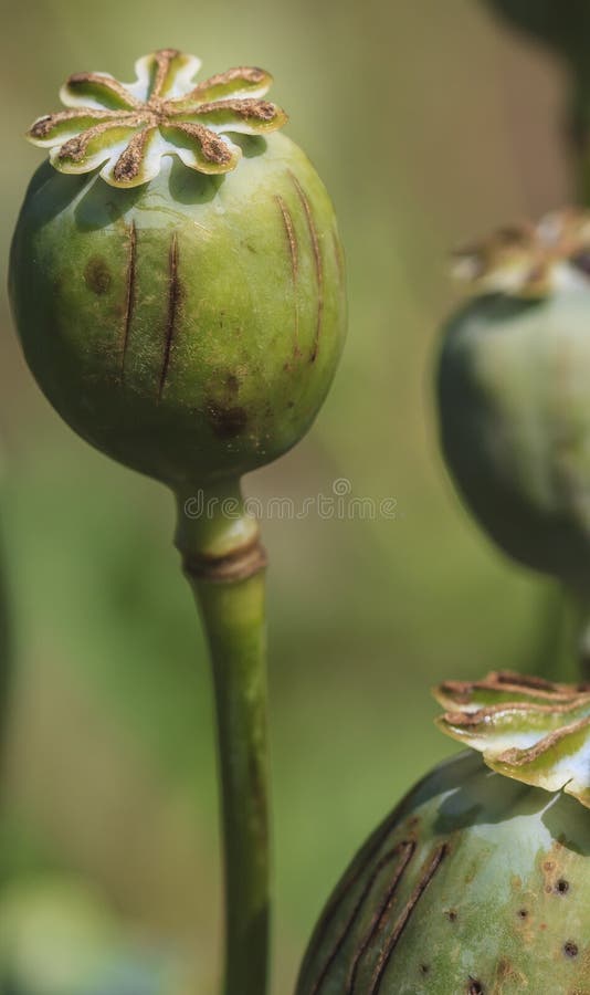 Campo del opio foto de archivo. Imagen de verde, opio - 34081034