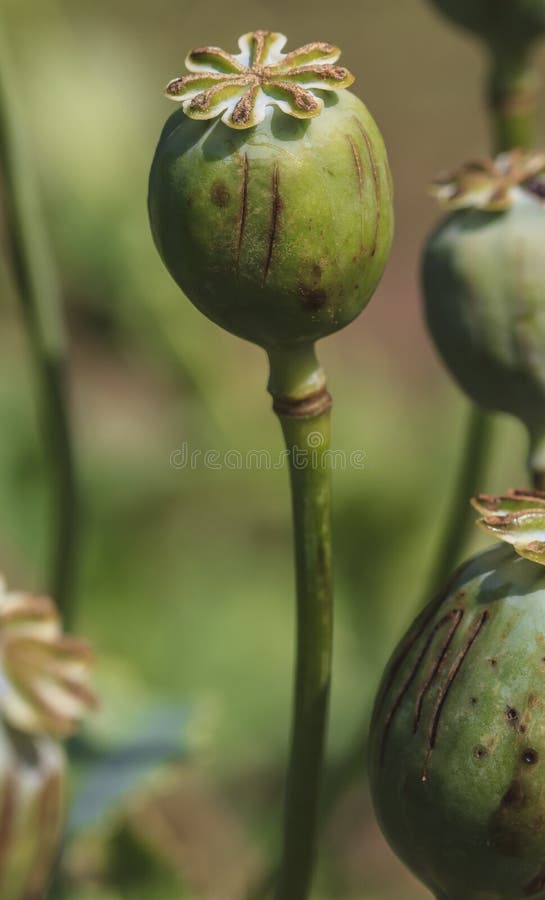 Amapola De Opio (Papaver - Somniferum) Imagen de archivo - Imagen de ...