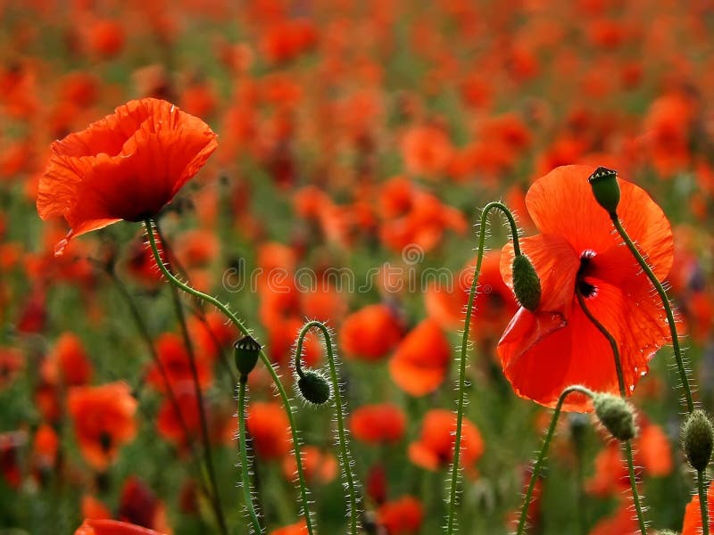 Campo del papavero fotografia stock. Immagine di profumo - 3607118
