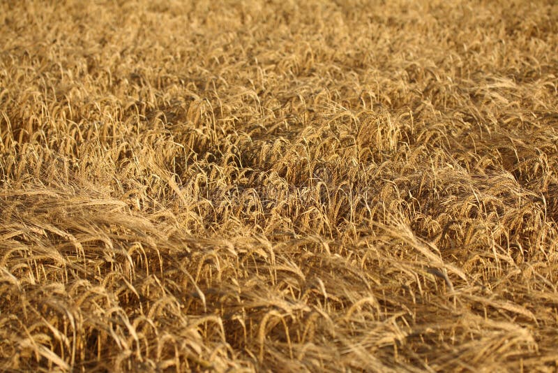 Seme Dell'orzo In Mano Femminile, Piante D'esame Dell'agricoltore ...