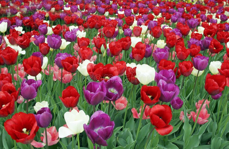 Campo del tulipano fotografia stock. Immagine di pianta - 2149828