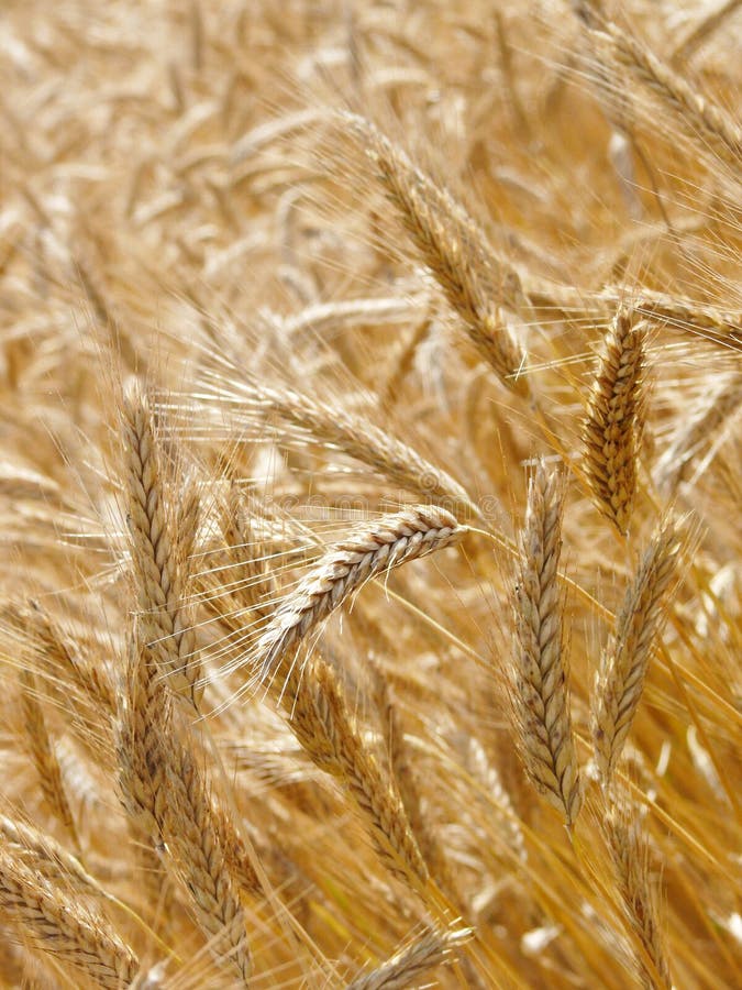 Campo dell'orzo immagine stock. Immagine di gambo, punto - 10556771