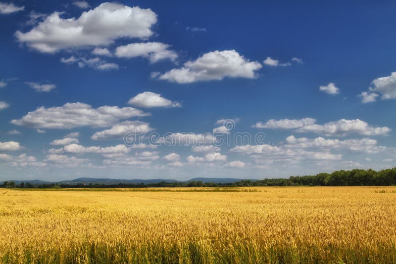Campo dell'orzo. immagine stock. Immagine di raccolta - 32212885