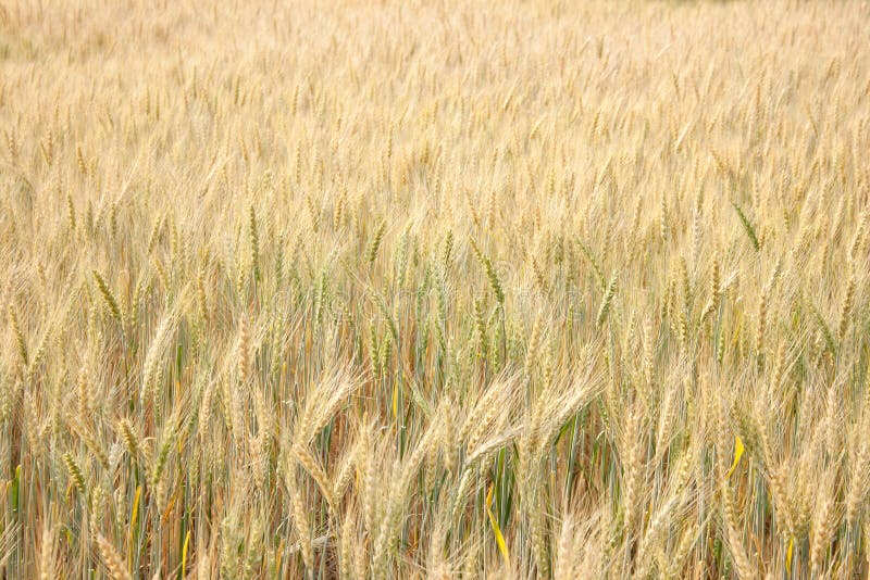 Campo dell'orzo fotografia stock. Immagine di maturazione - 38814158