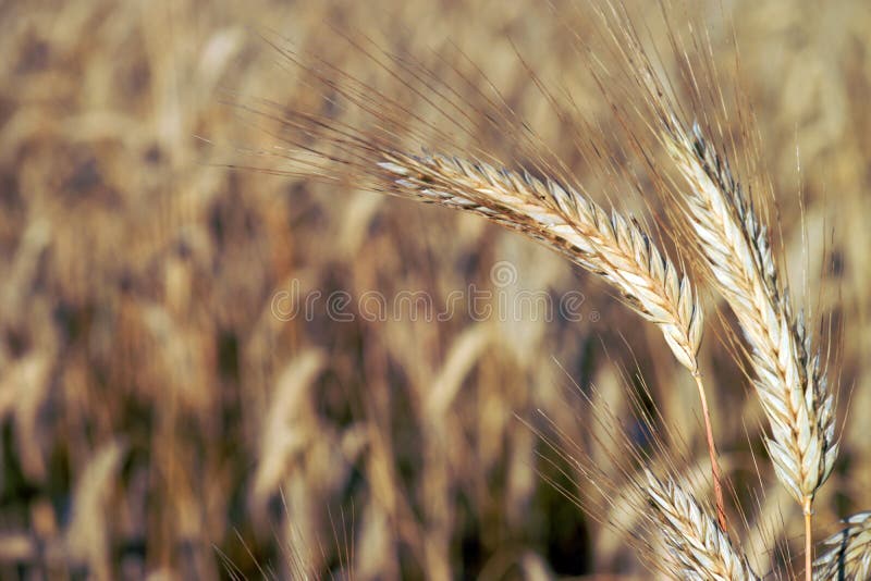 Orzo - Una Spiga Del Granoturco Dorata Brillante Sul Campo Dell'orzo ...
