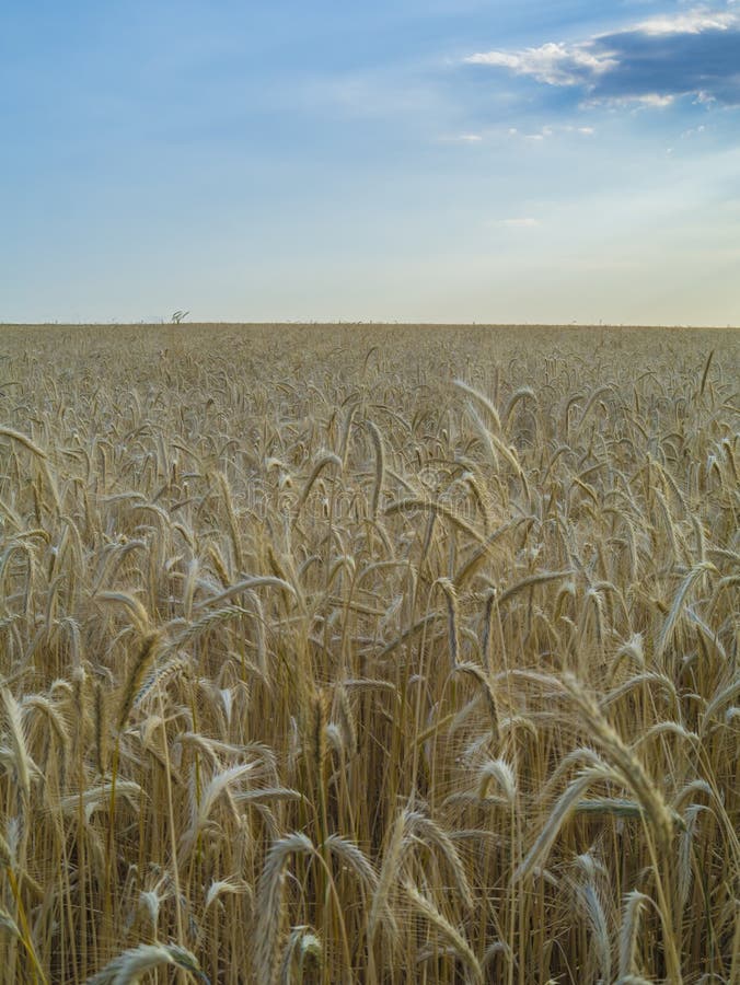 Verticale Del Campo Dell'orzo Fotografia Stock - Immagine di grano ...