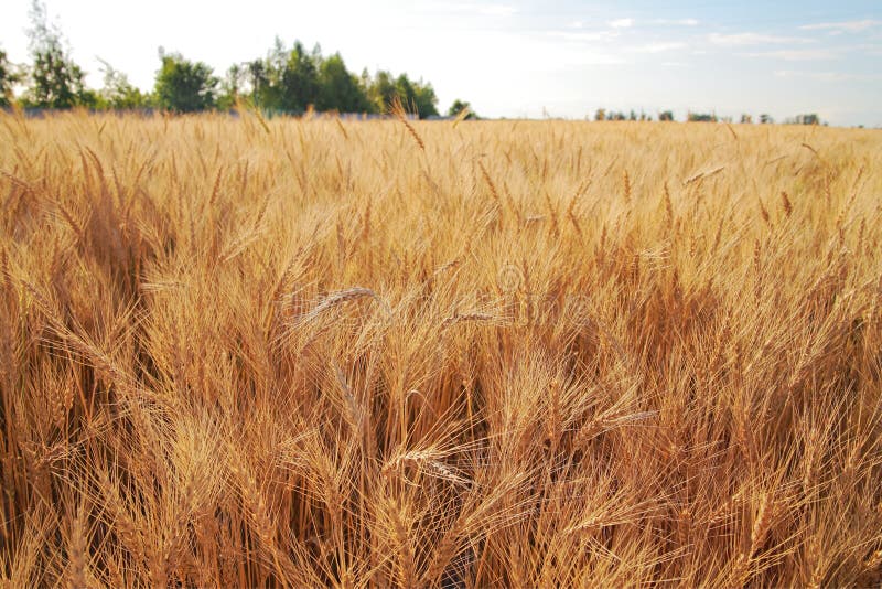 Campo Dell'orzo Al Sole Con Le Orecchie E Gli Alberi Maturi Fotografia ...