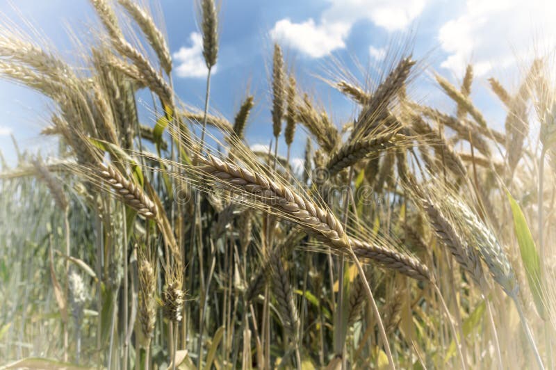 Seme Dell'orzo In Mano Femminile, Piante D'esame Dell'agricoltore ...
