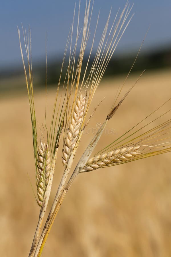 Campo Di Orzo (Hordeum Vulgare) Fotografia Stock - Immagine di maturo ...