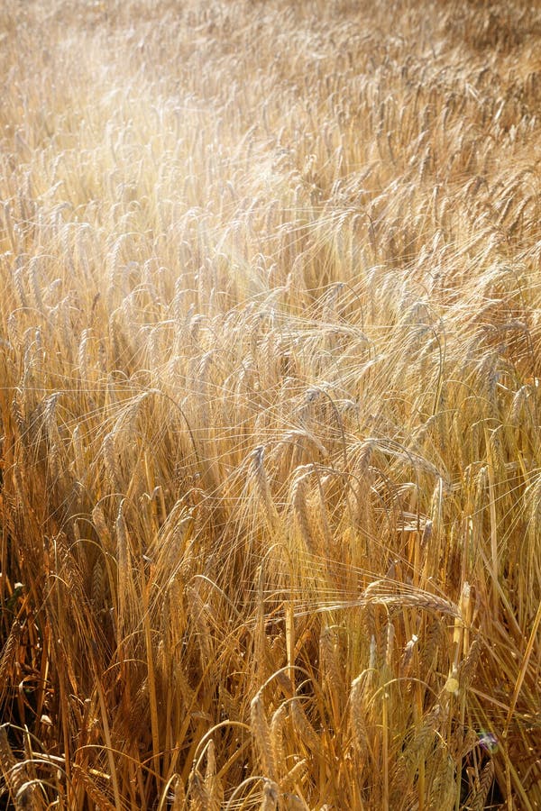 Campo Di Orzo (Hordeum Vulgare) Fotografia Stock - Immagine di maturo ...