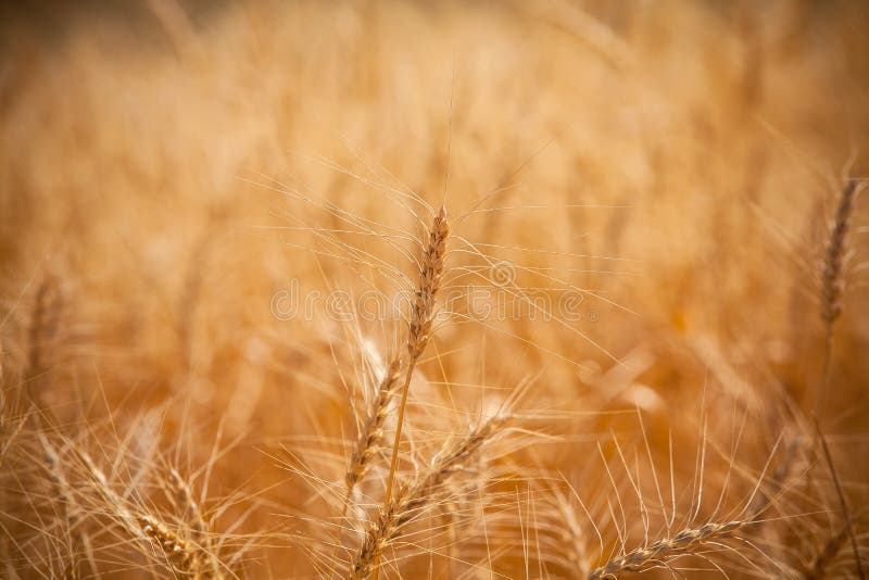 Campo dell'orzo fotografia stock. Immagine di farmland - 5768834