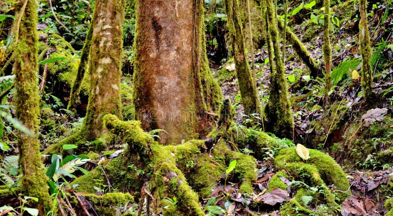 Campo Della Foresta Pluviale Fotografia Stock - Immagine di tropicale ...