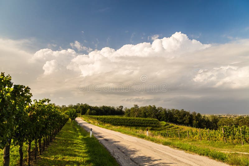 Campo Della Vigna Nella Campagna Italiana Immagine Stock - Immagine di ...