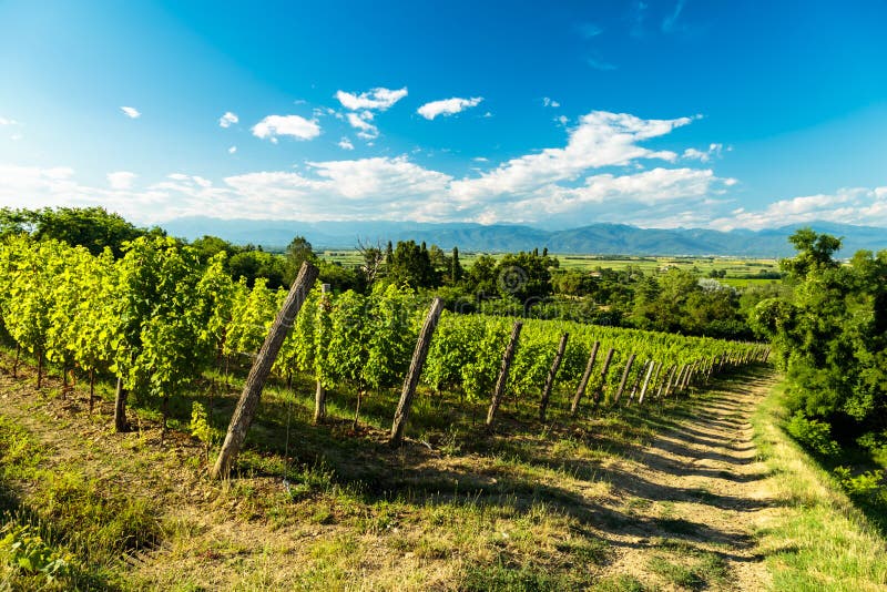 Campo Della Vigna Nella Campagna Italiana Immagine Stock - Immagine di ...