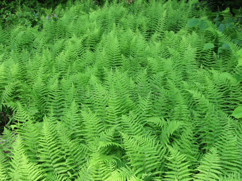 Campo delle felci immagine stock. Immagine di umido, selvaggio - 40617775