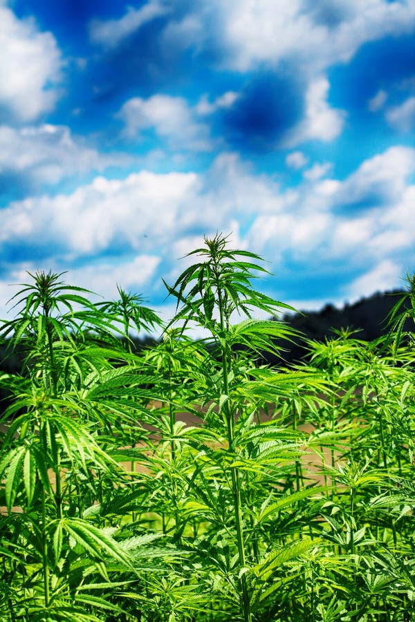 Campo Delle Piante Di Marijuana Immagine Stock - Immagine di chiusura ... Campo Delle Piante Di Marijuana Immagine Stock - Immagine di chiusura ...