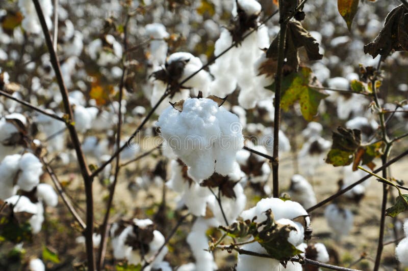 Pianta di cotone fotografia stock. Immagine di organico - 16948412