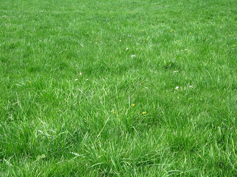 Campo di erba fotografia stock. Immagine di struttura, colore - 106242