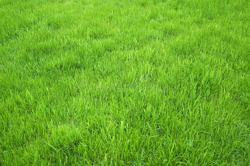 Campo di erba verde fotografia stock. Immagine di estate - 4512988